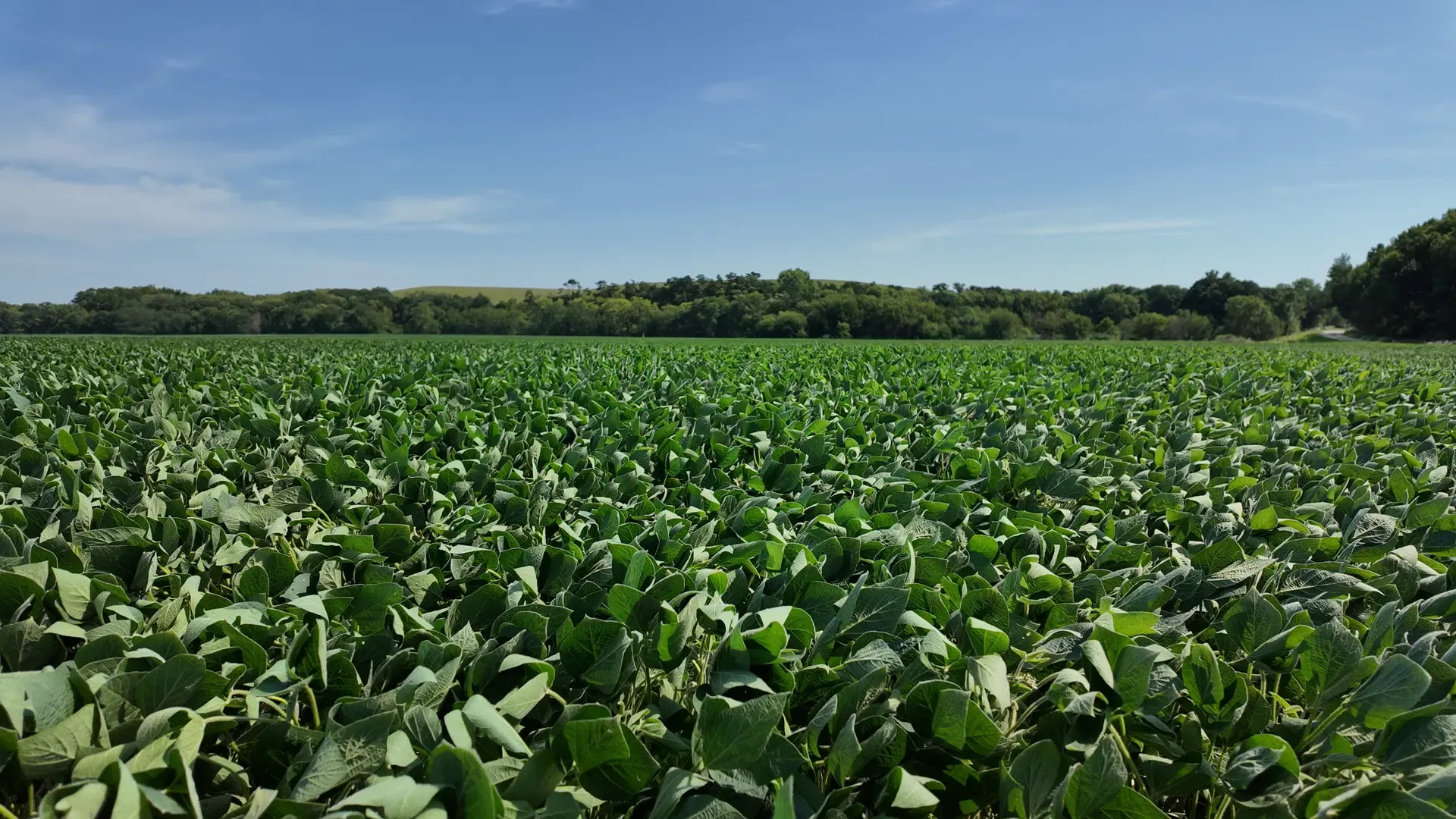 Aprosoja integra sistemas y optimiza procesos internos con SoftExpert Excellence Suite